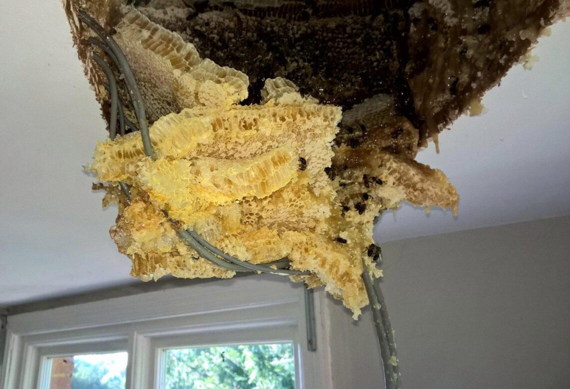 Bees In Attic - 5 Important Tips Which You Need To Know