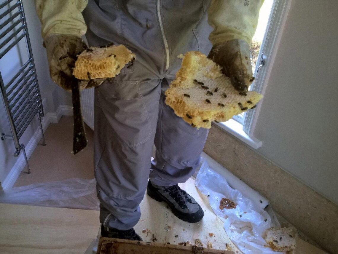 Bees In Attic - 5 Important Tips Which You Need To Know