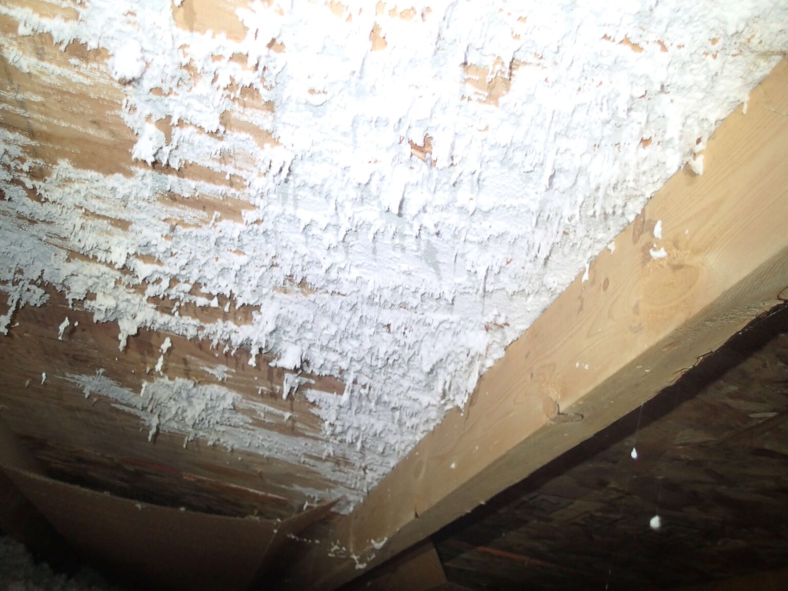Why And What To Do With White Mold In Attic - 9 Useful Tips