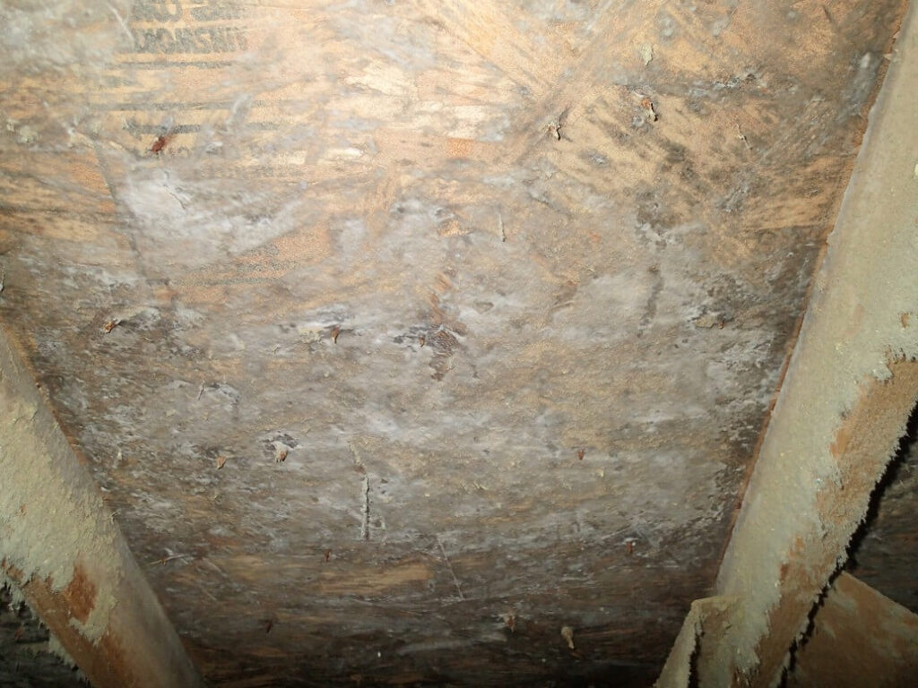 Why And What To Do With White Mold In Attic - 9 Useful Tips