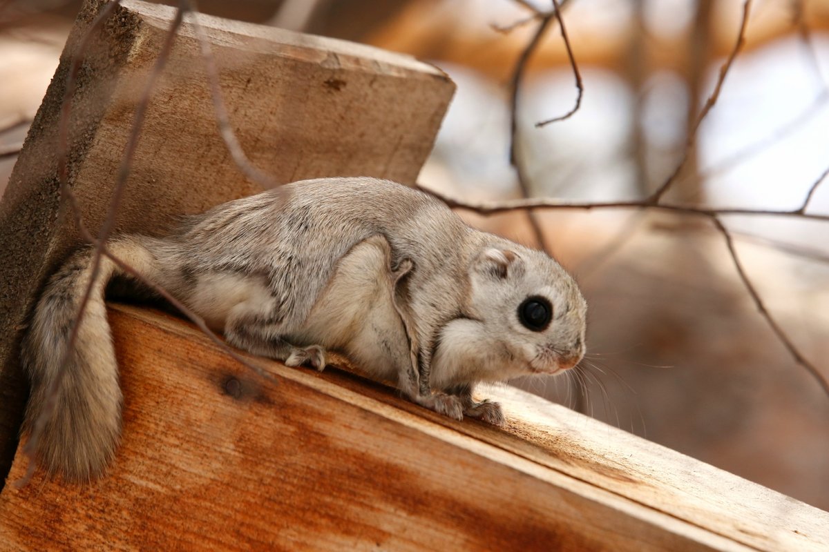 How To Get Rid Of Flying Squirrels In Attic- 4 Helpful Steps