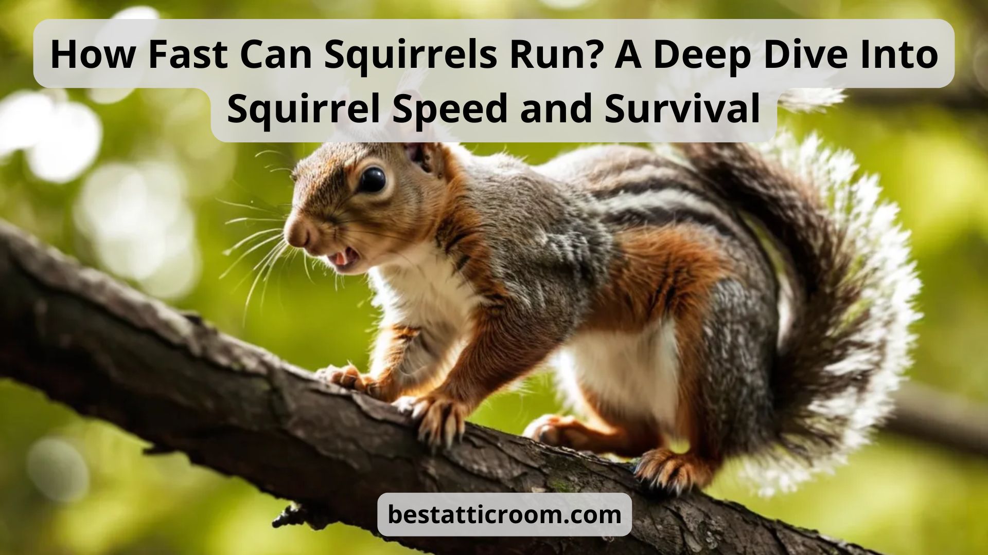How Fast Can Squirrels Run? A Deep Dive Into Squirrel Speed