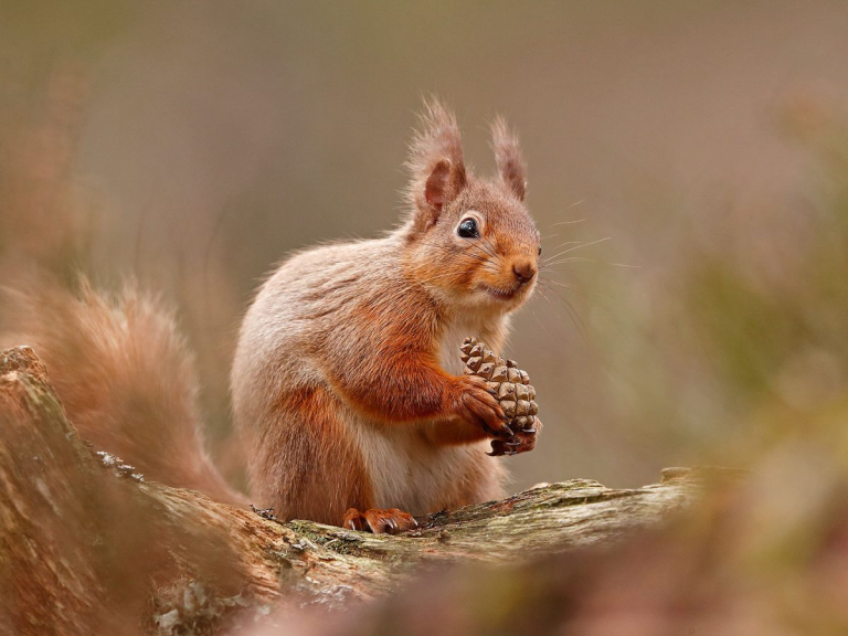 How Fast Can Squirrels Run? A Deep Dive Into Squirrel Speed