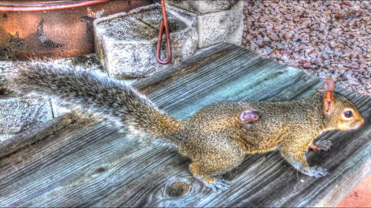 How Fast Can Squirrels Run? A Deep Dive Into Squirrel Speed