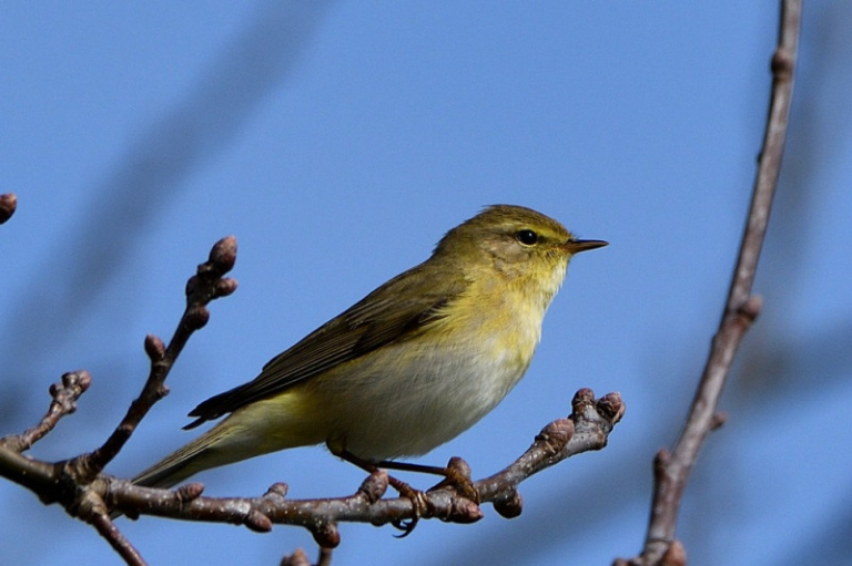 22 Most Common Brown Birds Uk : You Can Find In Your Garden