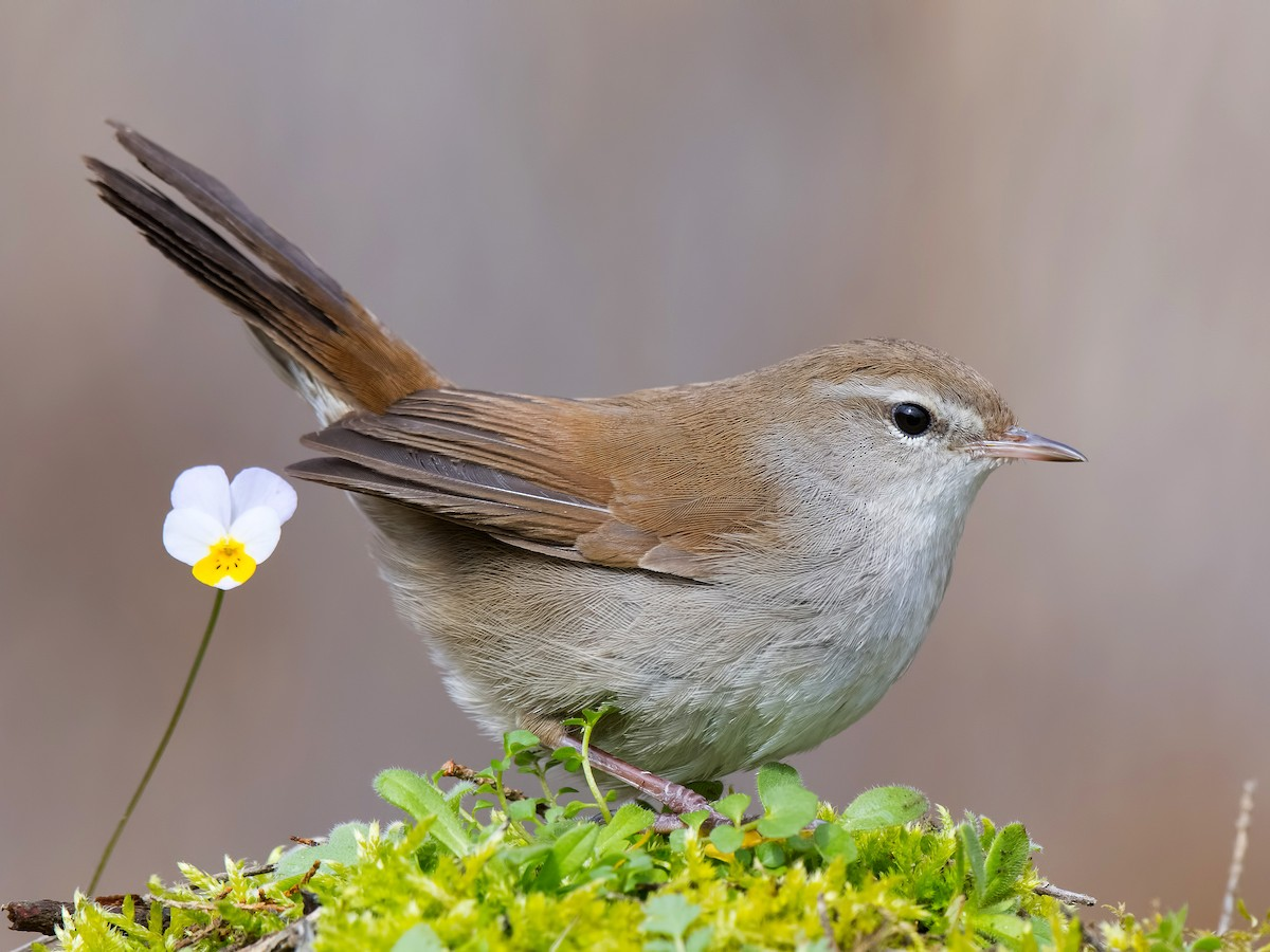 22 Most Common Brown Birds Uk : You Can Find In Your Garden
