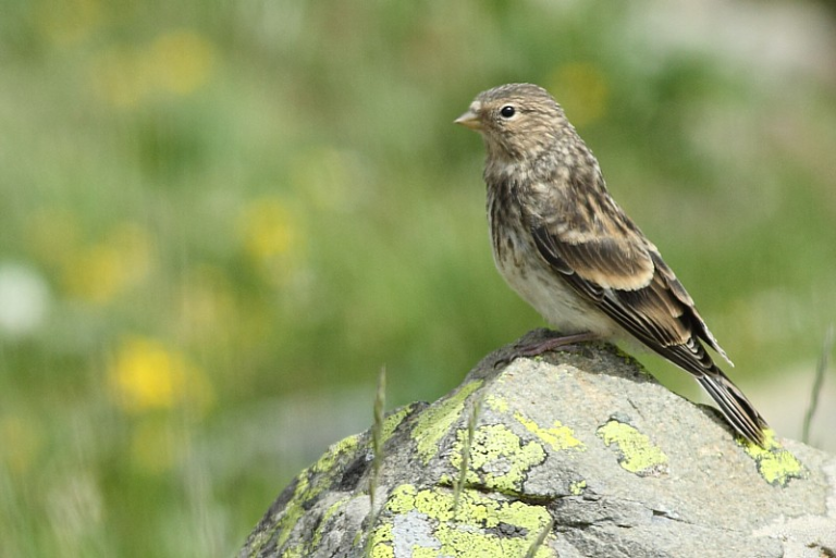 22 Most Common Brown Birds Uk : You Can Find In Your Garden